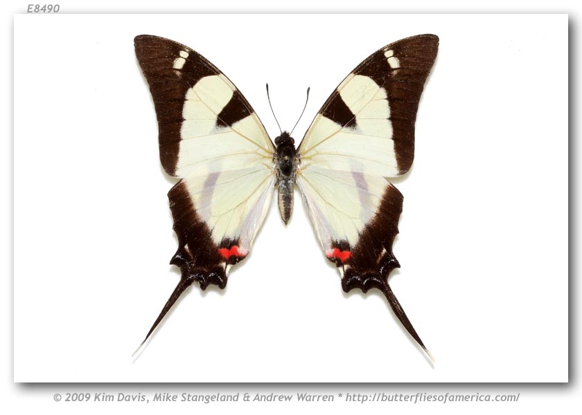 Eurytides o. orabilis (pinned specimens)