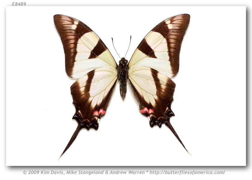 Eurytides o. orabilis (pinned specimens)