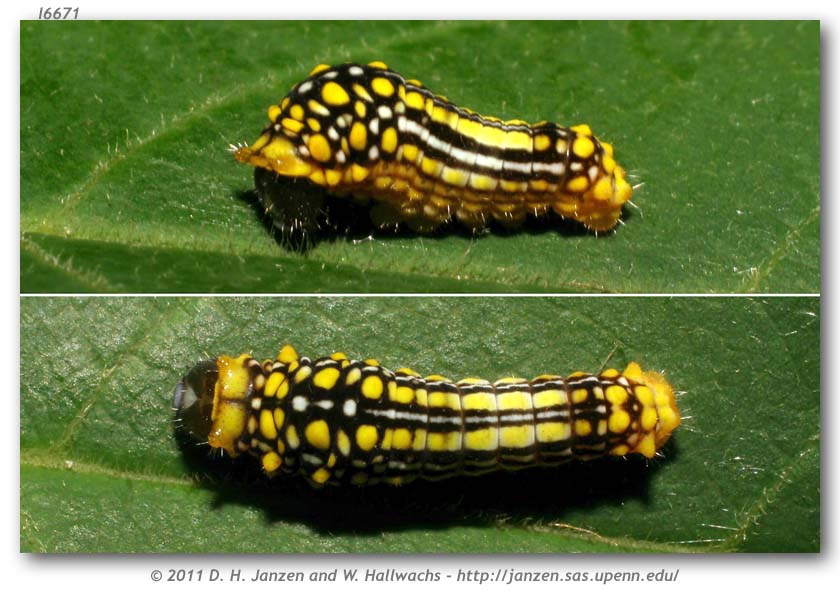 Mimoides euryleon clusoculis (immatures, page 1)