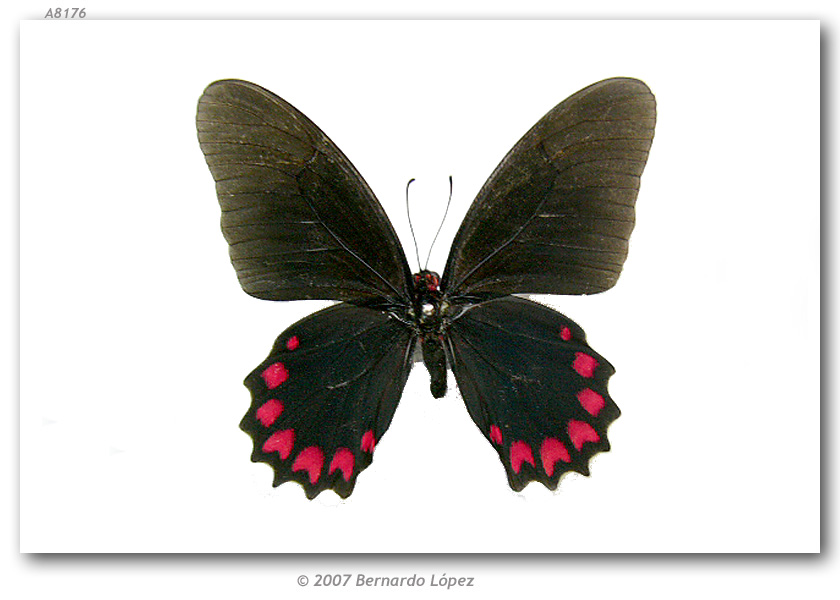 Mimoides ilus occiduus (pinned specimens)