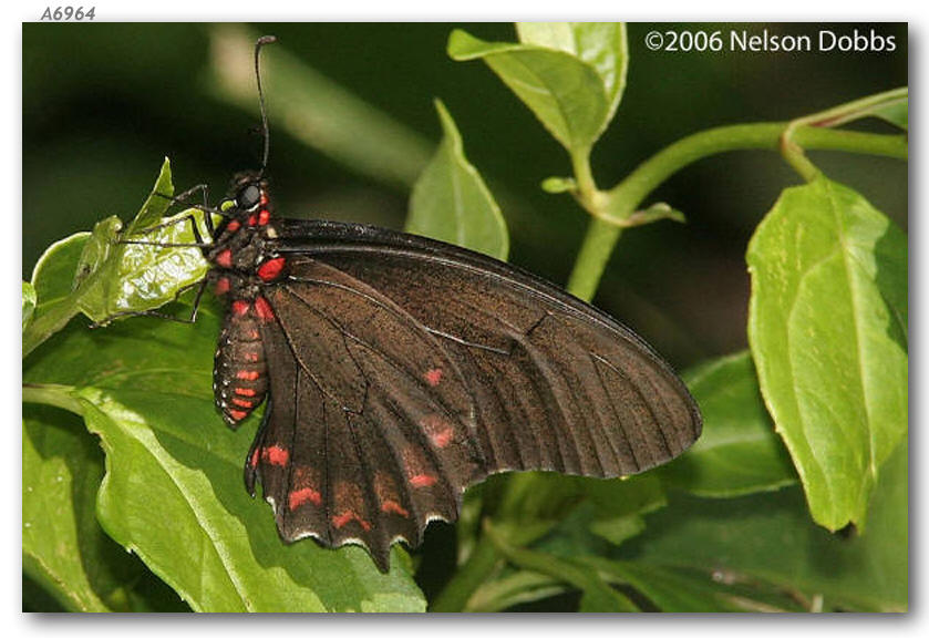 Eurytides p. phaon (live adults, page 1)