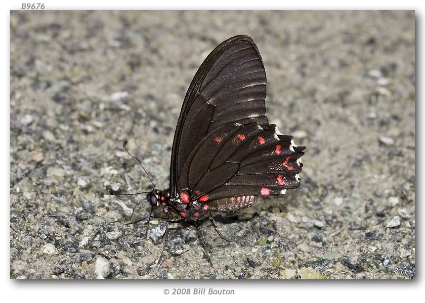 Eurytides p. phaon (live adults, page 1)