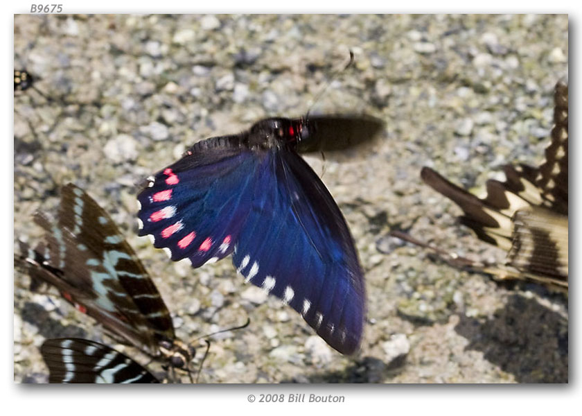 Eurytides p. phaon (live adults, page 1)