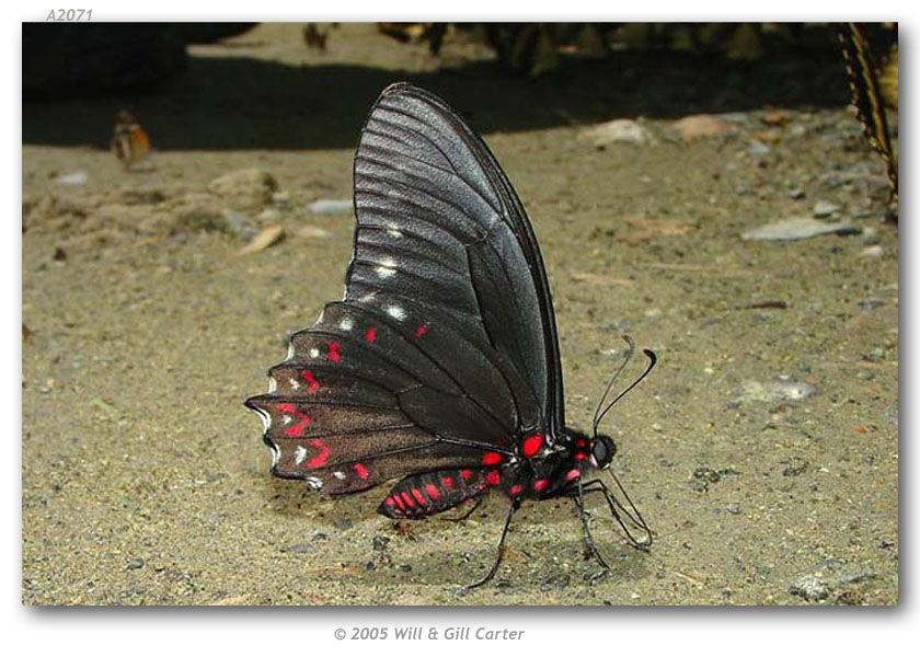 Eurytides p. phaon (live adults, page 1)