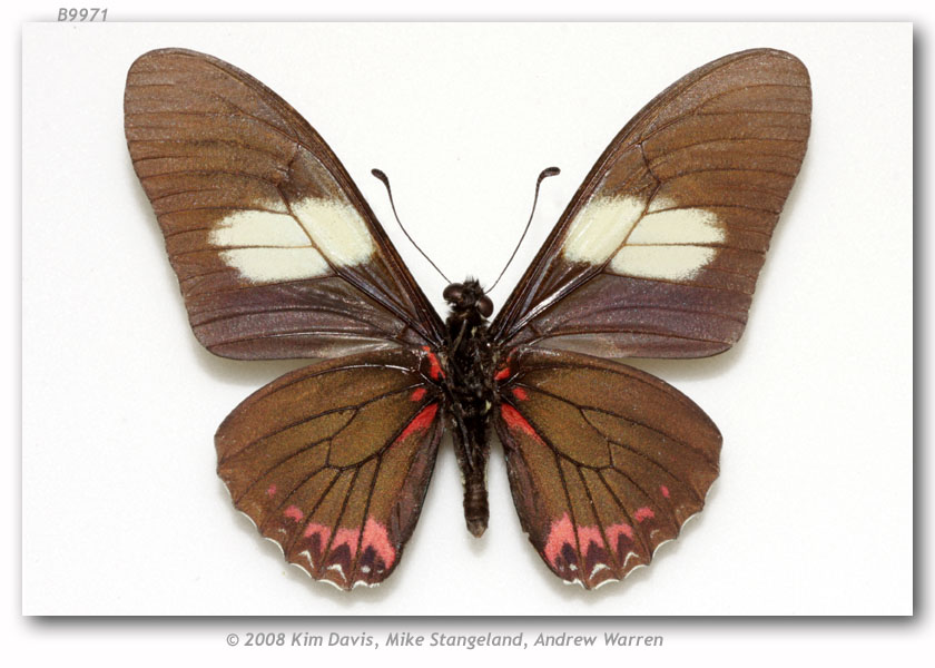 Eurytides pausanias prasinus (pinned specimens)