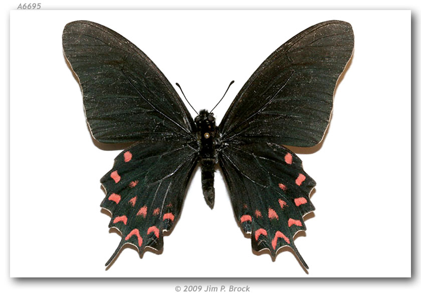 Mimoides thymbraeus thymbraeus ♂ Coatepec, VER, MX 2007