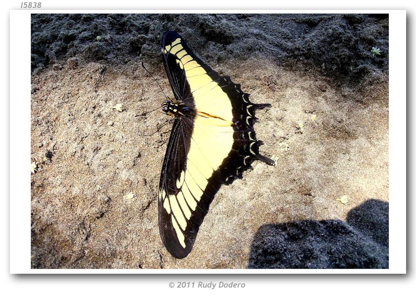 Heraclides androgeus epidaurus (live adults)
