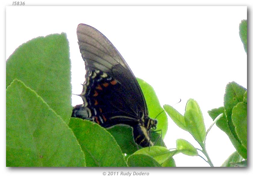 Heraclides androgeus epidaurus (live adults)