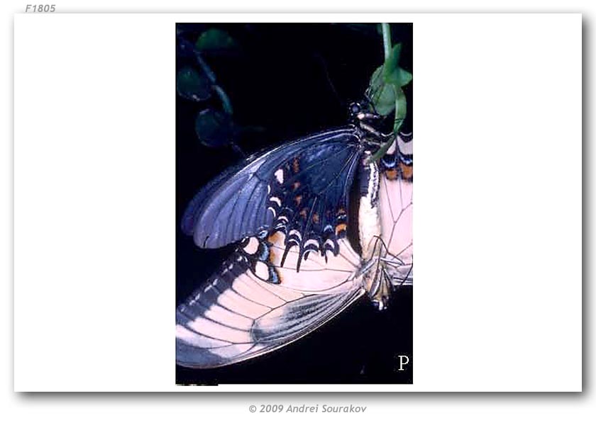 Heraclides androgeus epidaurus (live adults)