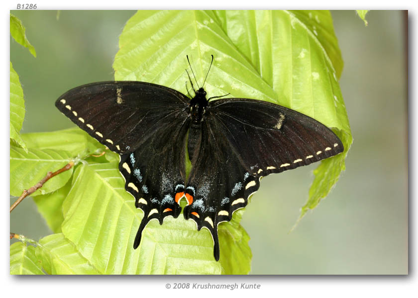 Papilio appalachiensis (Pavulaan & D. Wright, 2002)