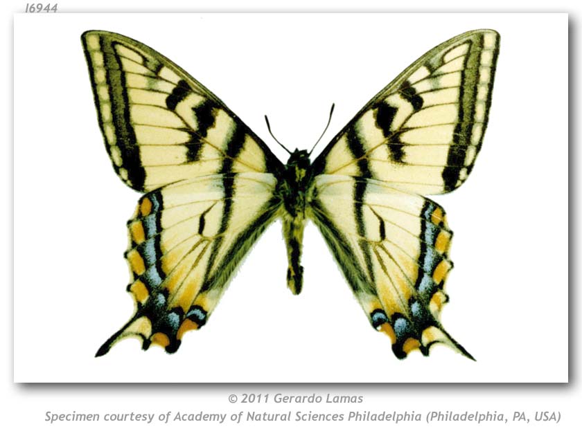 Pterourus canadensis (type specimens)
