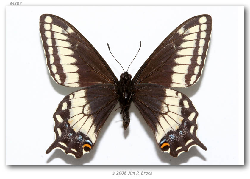 Papilio indra fordi (pinned specimens)