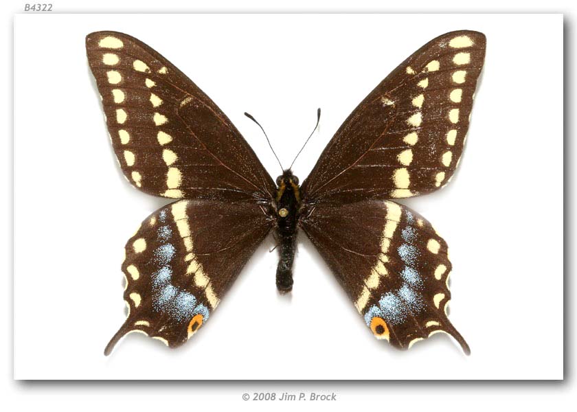Papilio indra minori (pinned specimens)