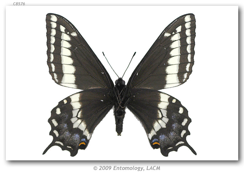 Papilio indra parvindra (type specimens)