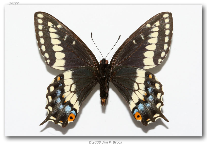 Papilio indra phyllisae (pinned specimens)
