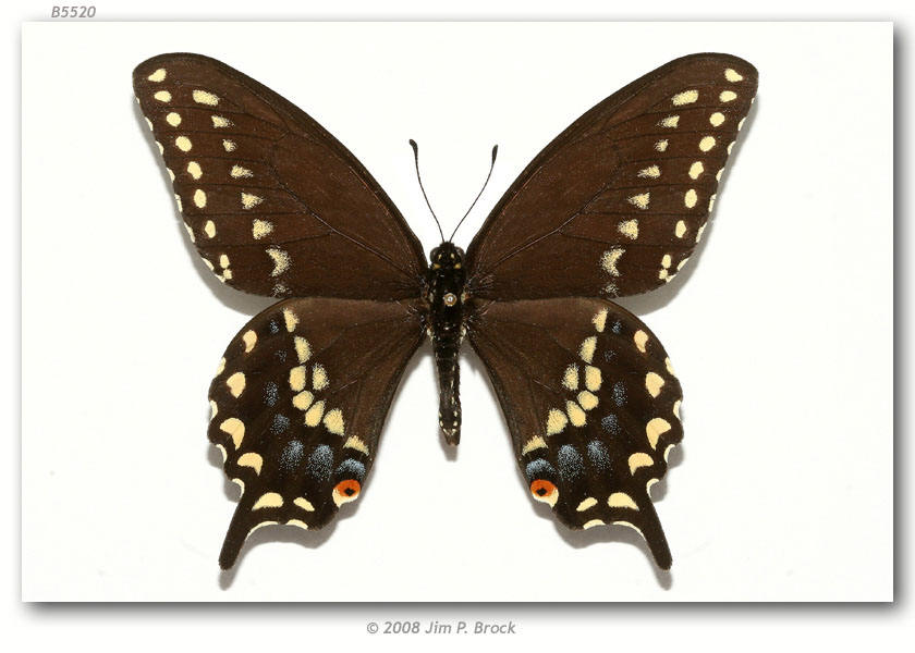 Papilio joanae J. Heitzman, 1973