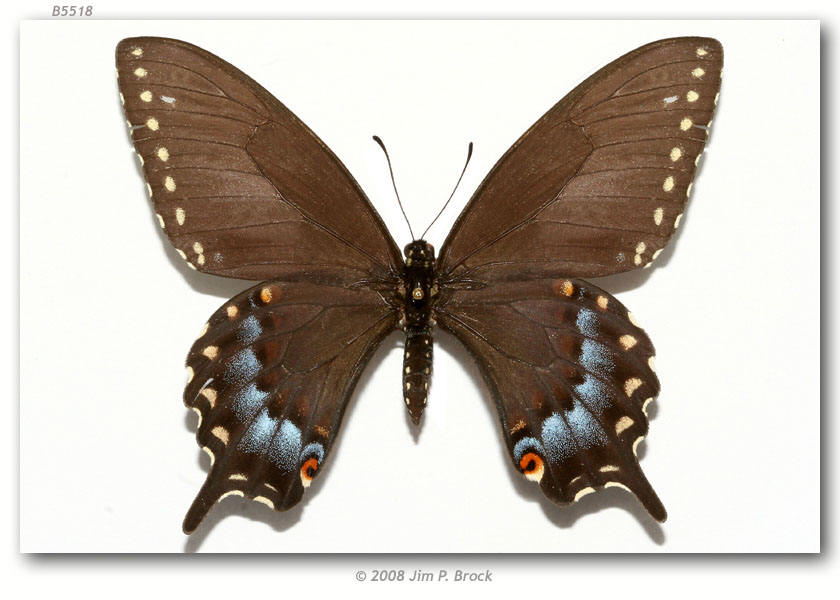 Papilio joanae (pinned specimens, page 2)