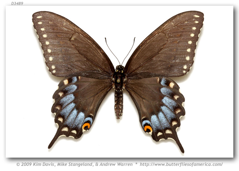 Papilio joanae (pinned specimens, page 2)