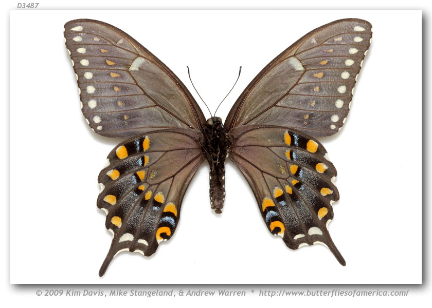 Papilio joanae (pinned specimens)