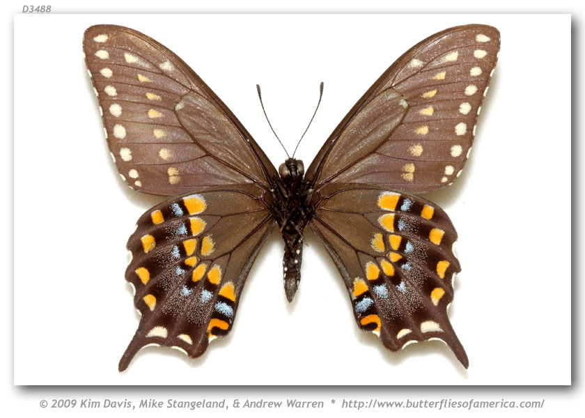 Papilio joanae ♂ USA: MISSOURI: Benton Co., 3 mi NW of Warsaw on Hwy UU ...