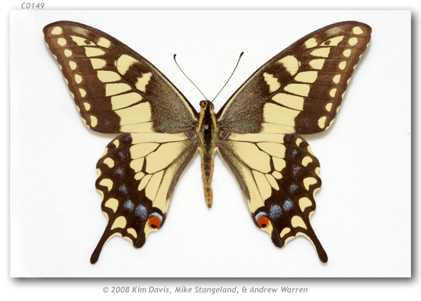 Papilio bairdii oregonia W. H. Edwards, 1876