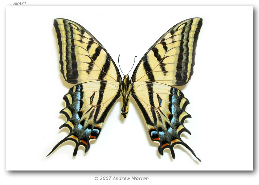 Pterourus multicaudata grandiosus (pinned specimens)