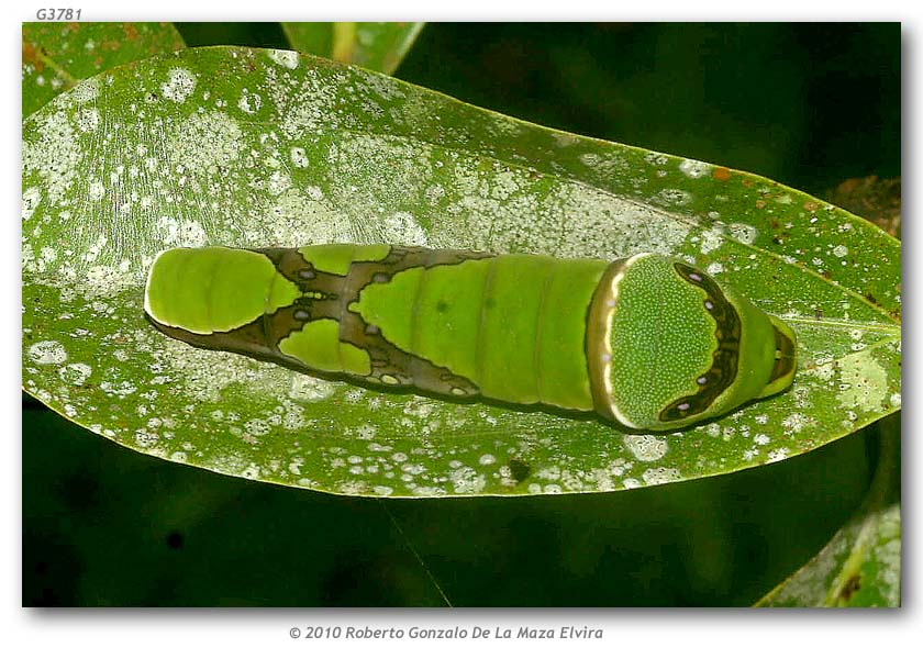 Pterourus v. victorinus (E. Doubleday, 1844)