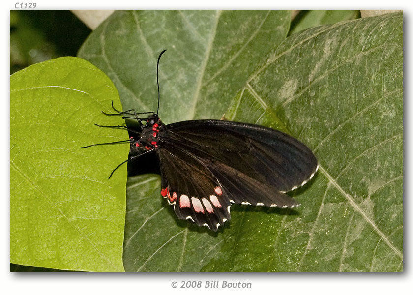 Parides erithalion polyzelus (immatures)