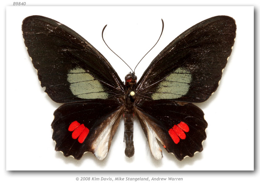 Parides erithalion smalli K. Brown, 1994