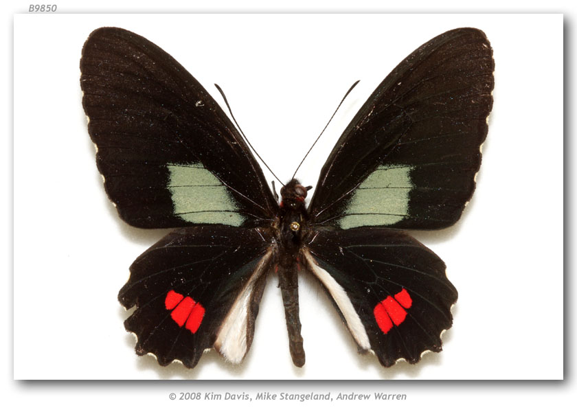 Parides erithalion smalli (type specimens, page 1)
