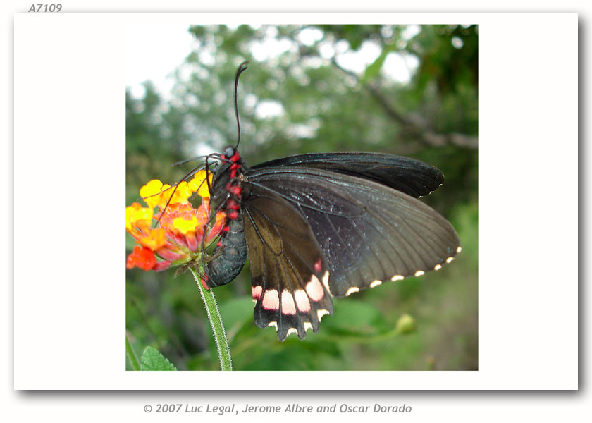 Parides erithalion trichopus (live adults)