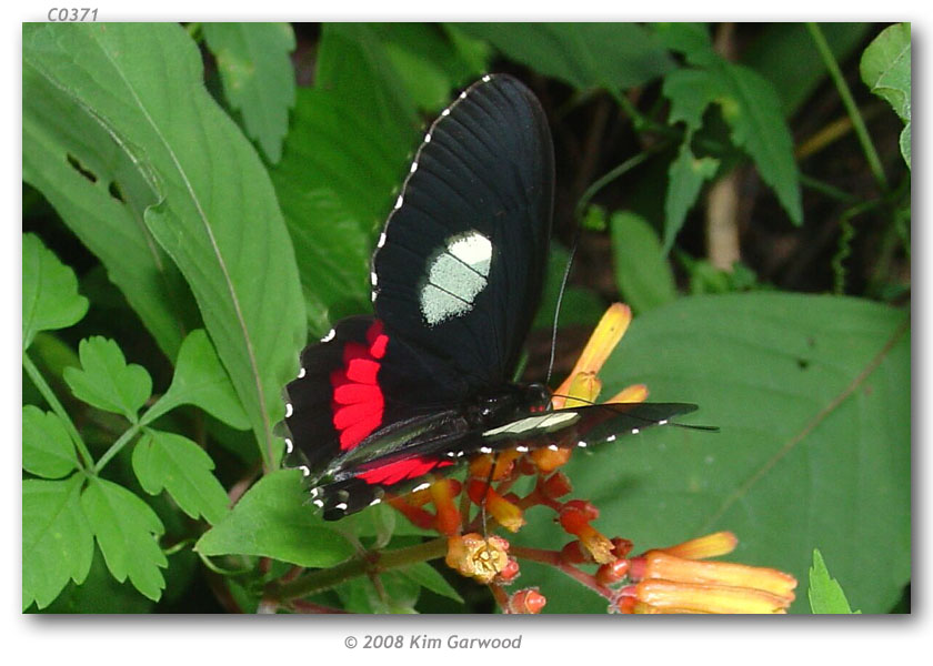 Parides i. iphidamas (Typical segregate) (live adults)