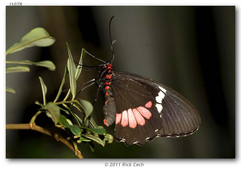 Parides panares lycimenes (live adults)