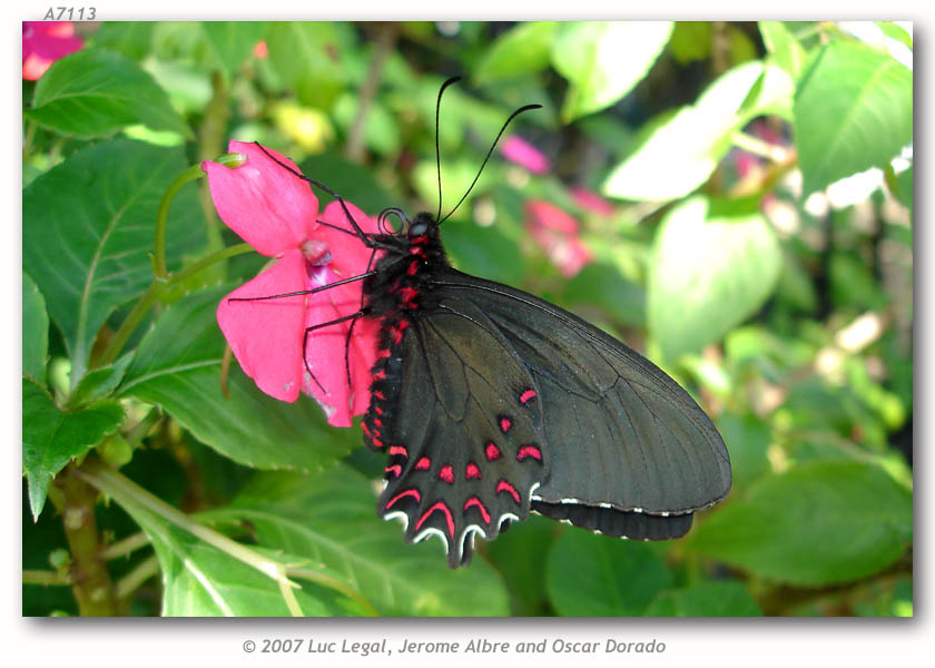 Parides photinus (live adults)