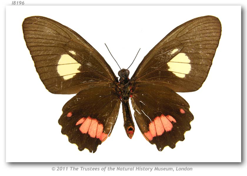 Parides sesostris tarquinius (type specimens)