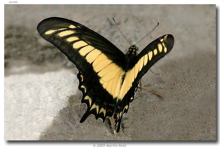 Papilio androgeus Cramer, 1775 (W Mexican segregate)