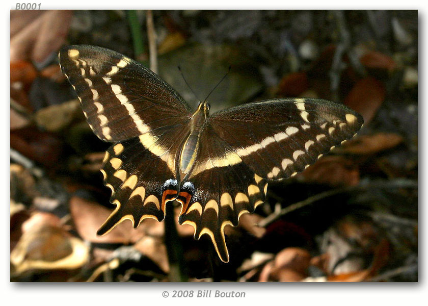 Heraclides p. ponceana (live adults)