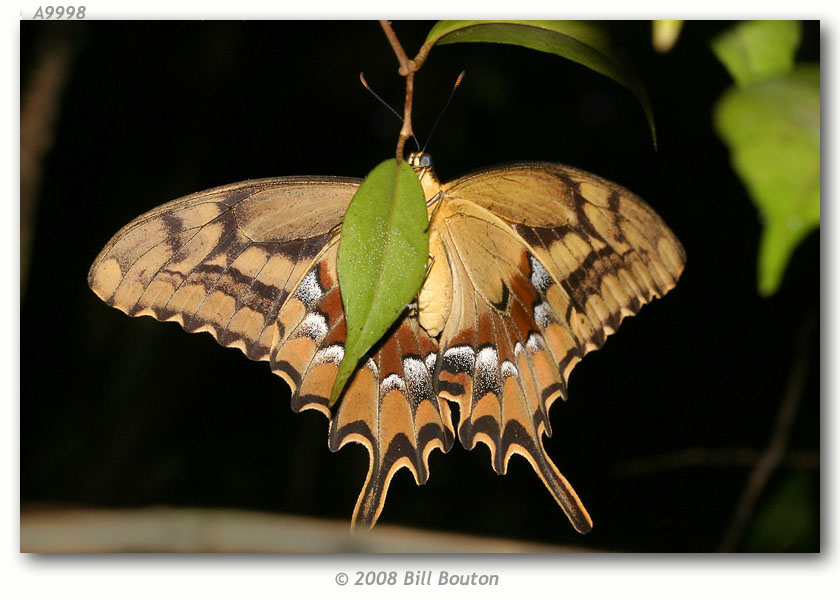 Heraclides p. ponceana (live adults)