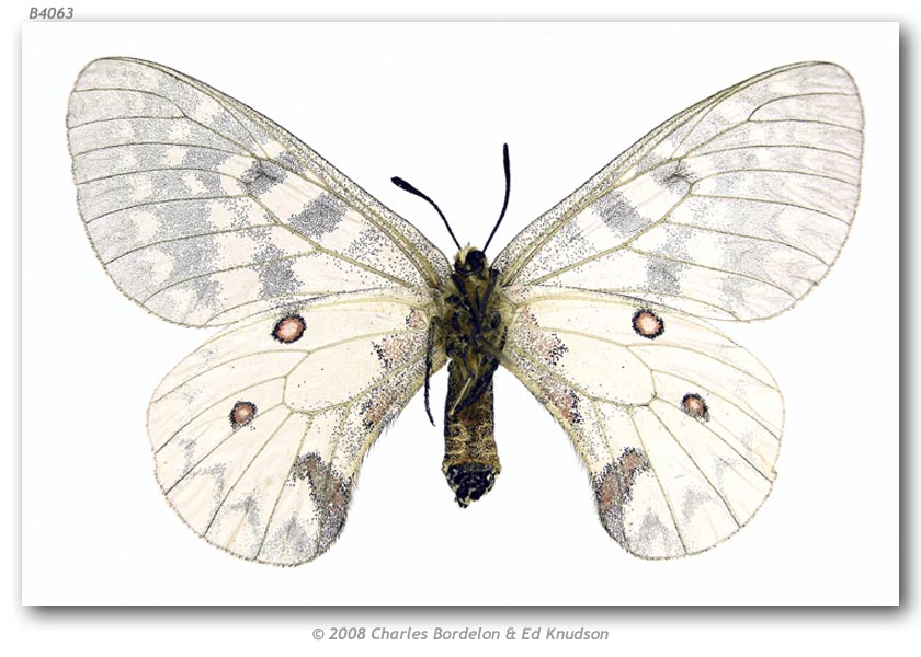 Parnassius clodius altaurus (pinned specimens)