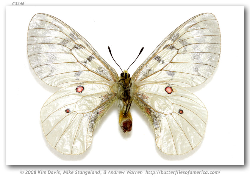 Parnassius clodius altaurus (pinned specimens)