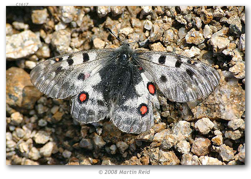 Parnassius phoebus apricatus (live adults)
