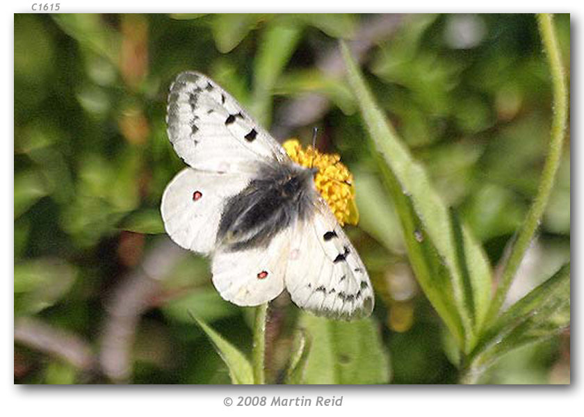 Parnassius phoebus apricatus (live adults)