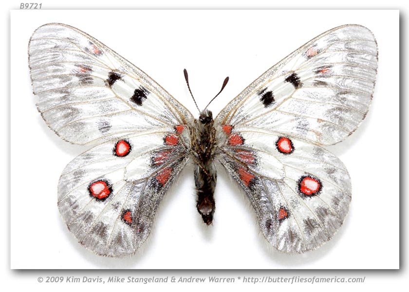 Parnassius phoebus golovinus ♀ Teller Road, mile 28,