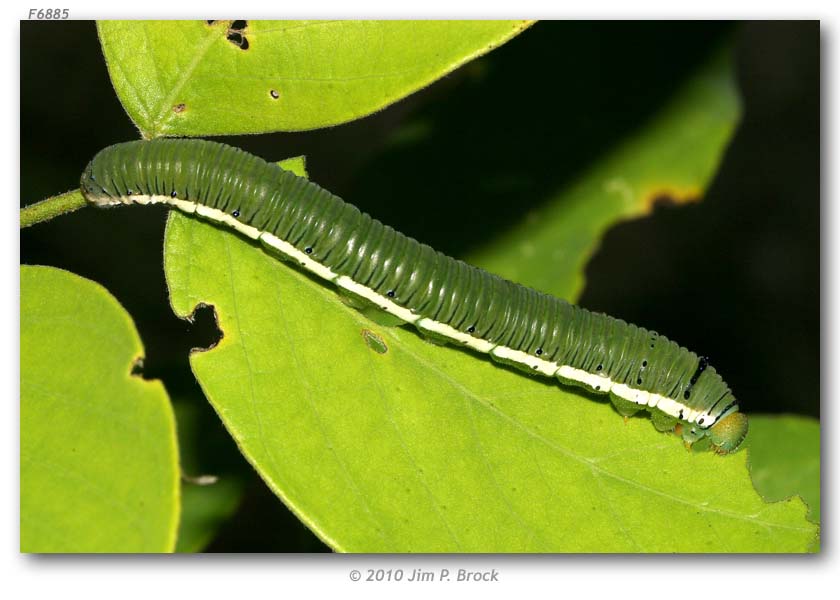 Anteos maerula (immatures)