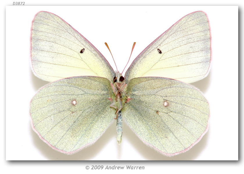 Colias occidentalis sullivani (type specimens, page 5)