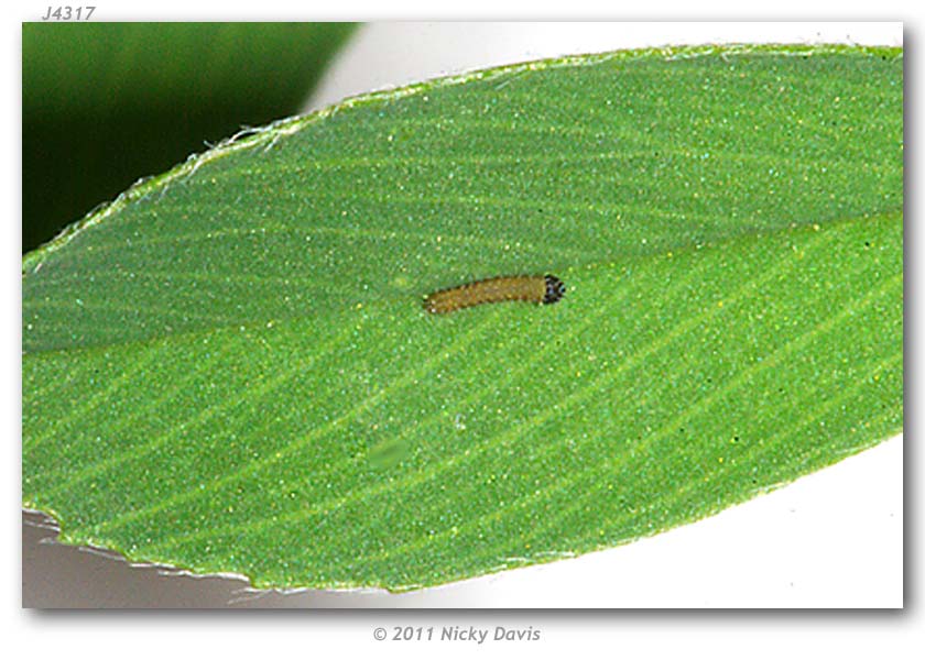 Colias eurytheme (immatures)