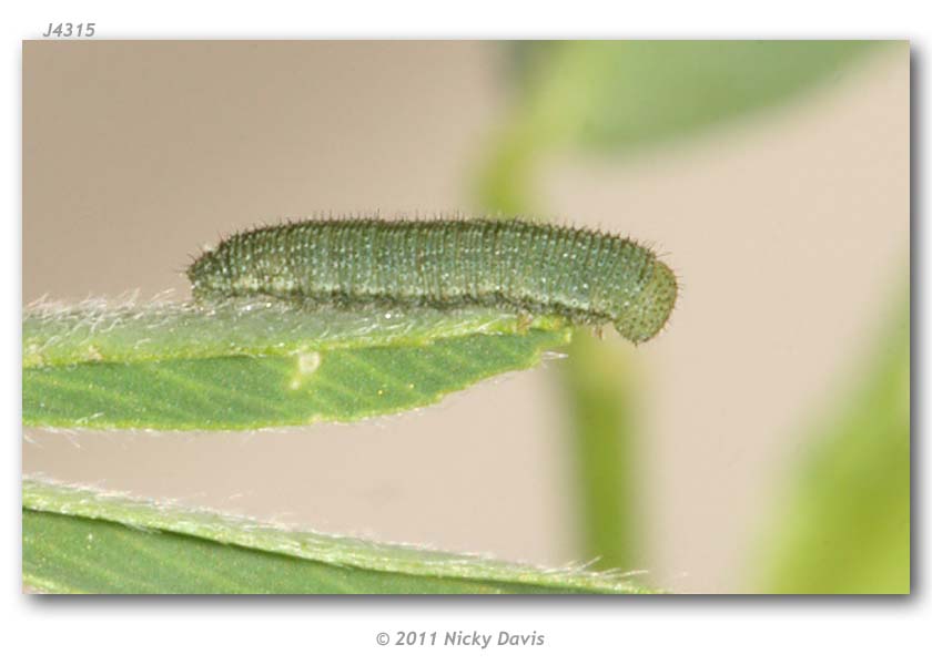 Colias eurytheme (immatures)