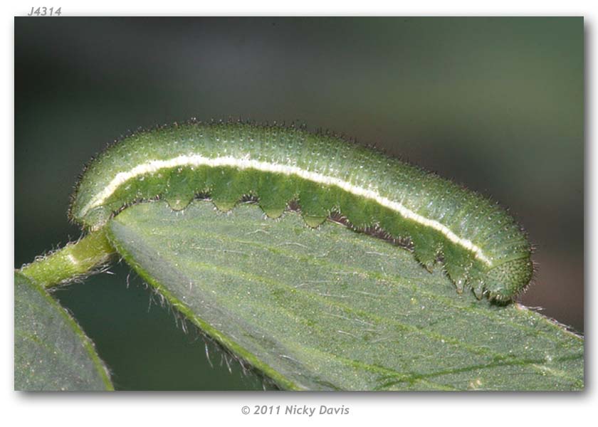 Colias eurytheme (immatures)