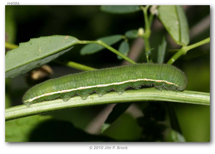 Colias eurytheme (immatures)
