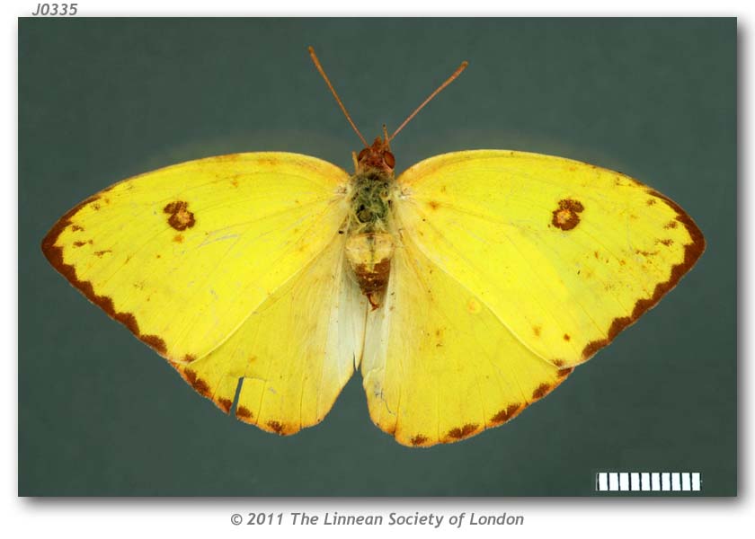Phoebis s. sennae (type specimens)